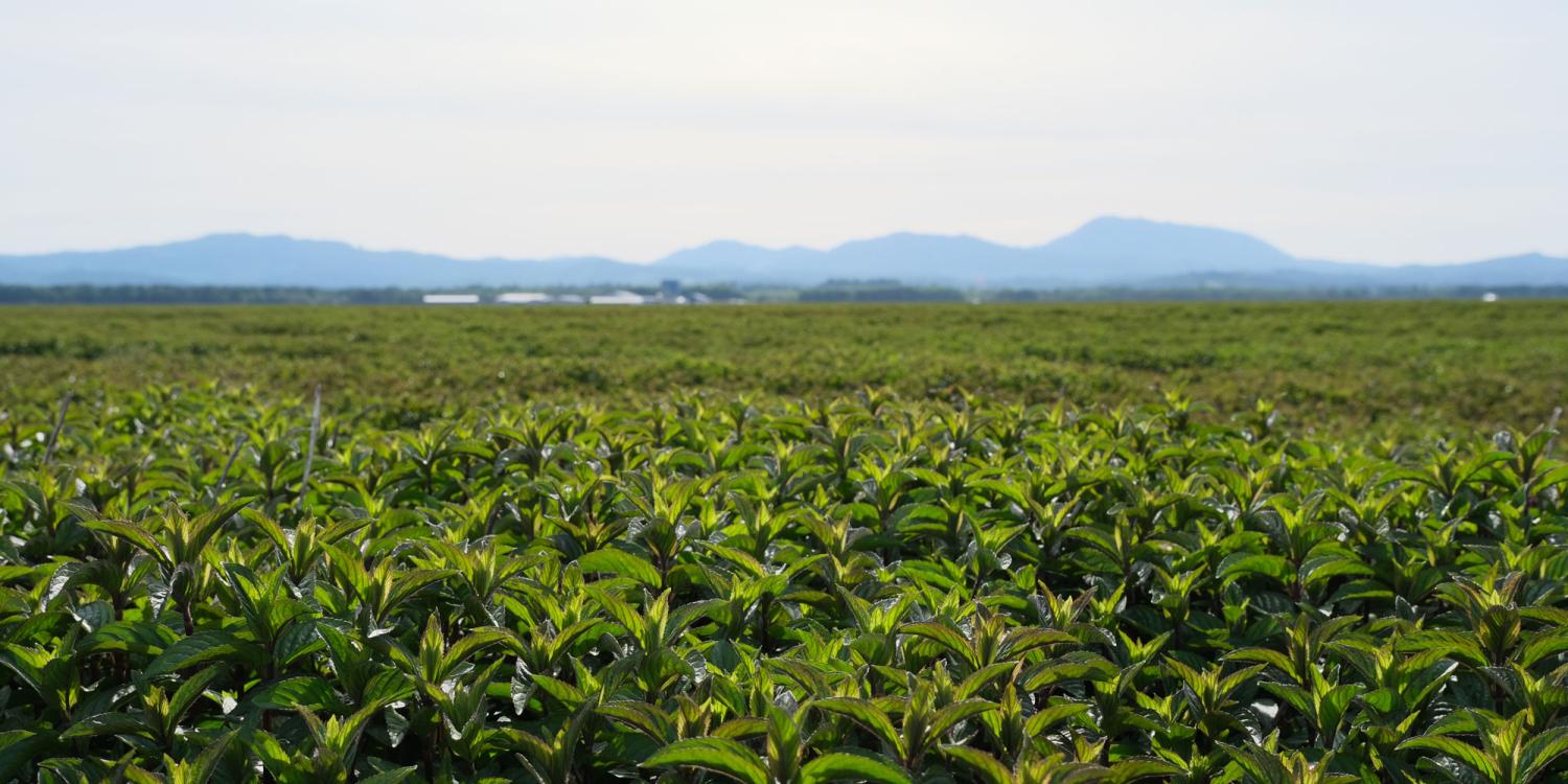 Mint Pest Alert Newsletter improves pest control and reduces costs for ...